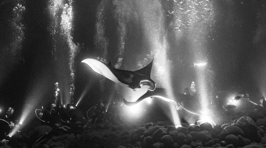 What's The Allure Of A Pelagic Black Water Night Dive In Kona?
